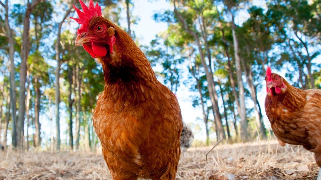 17 Common Chicken Predators And How To Prevent Them - Grow Chicken