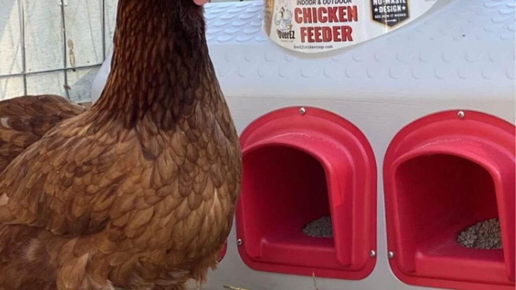 Discover the Majestic Indio Gigante: The Indian Giant Chicken Breed ...