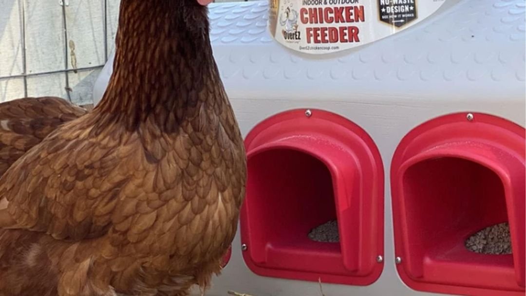 Discover the Majestic Indio Gigante: The Indian Giant Chicken Breed ...