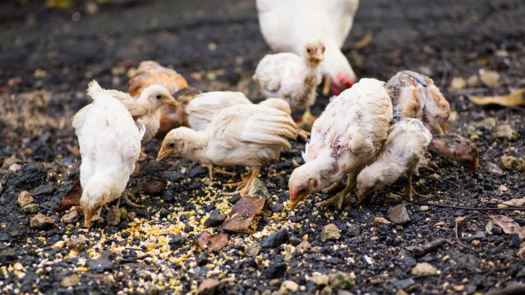 How To Spot the Gender of Baby Chicks: Expert Techniques! - Grow Chicken