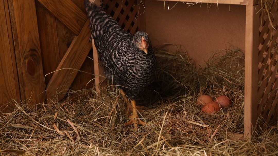 Upgrade Your Chicken Nesting Box with the Best Buys and Types of Pads ...