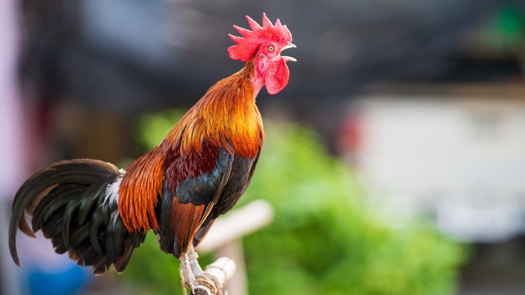 Why Do Roosters Crow Discover The Secrets To Stop Their Chatter Grow