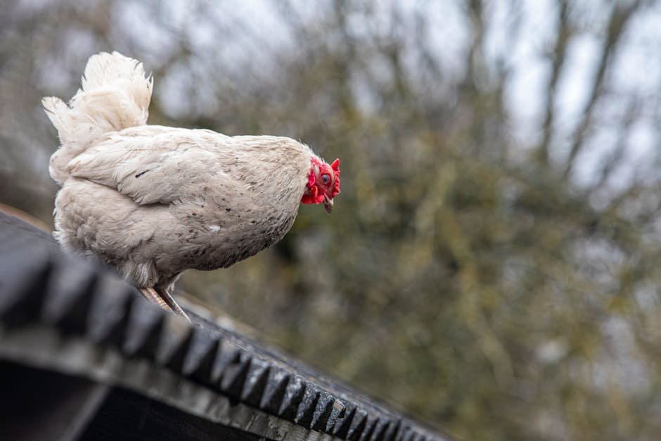 Do Chickens Pee? Unlocking the Surprising Truth!