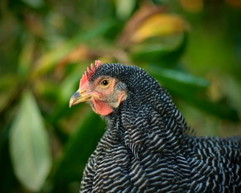 Dominique Chicken | Grow Chicken