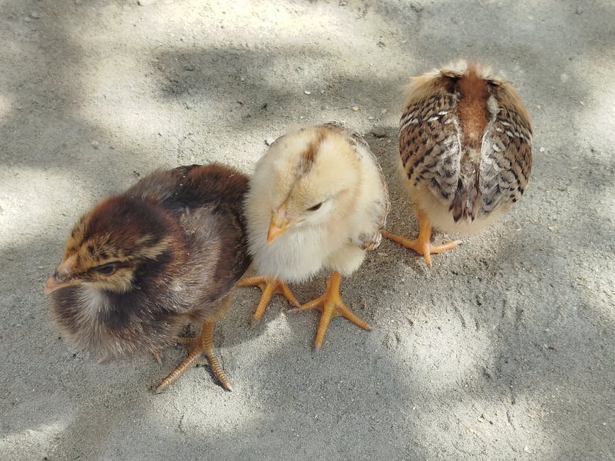 Spraddle Legs In Chicks | Grow Chicken